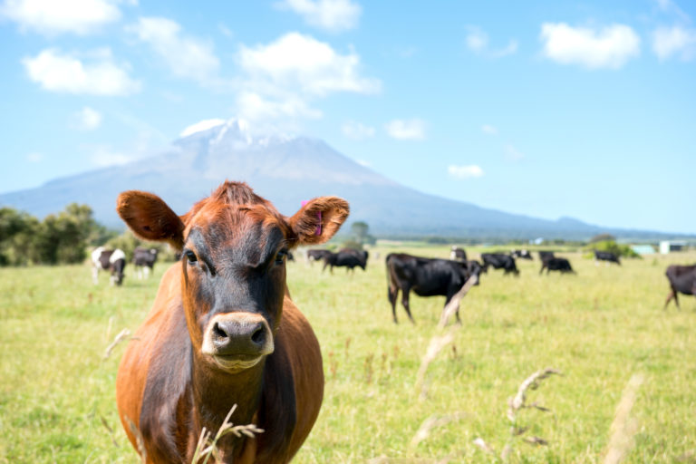 New Zealand Mount Taranaki, Curious looking cow with a volcano in the ...