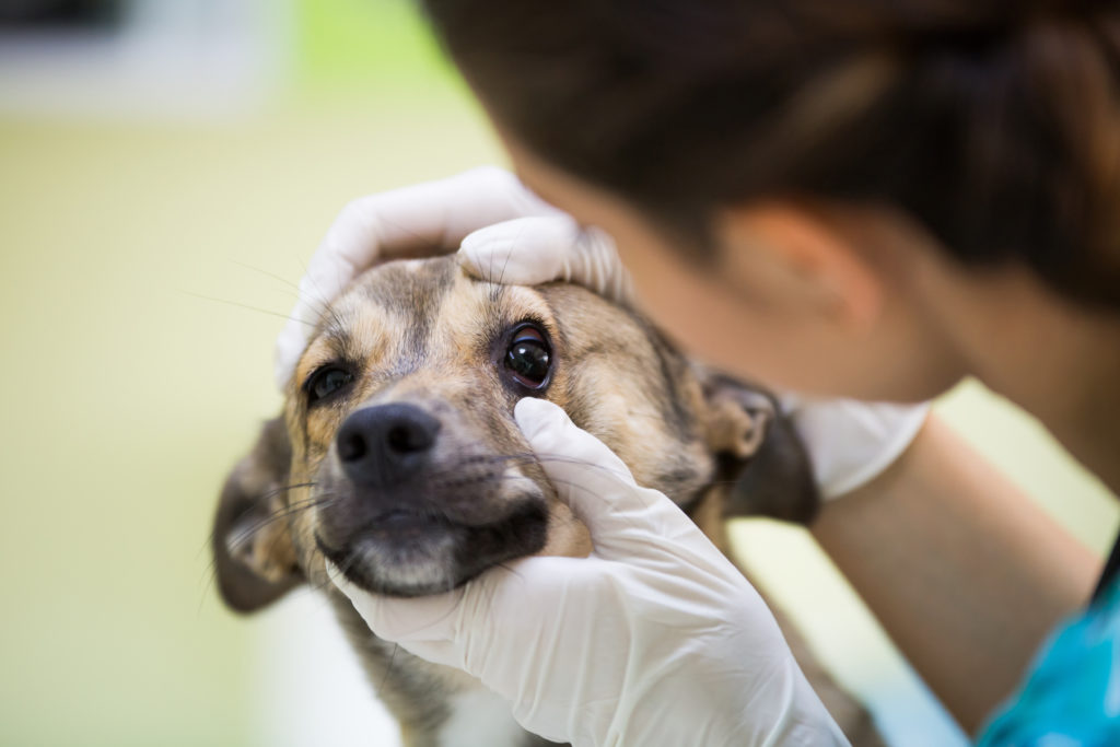 Dog’s eye examination | Wanganui Veterinary Services