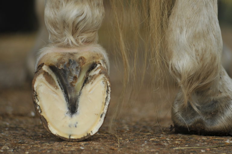 Hoof Abscess | Wanganui Veterinary Services